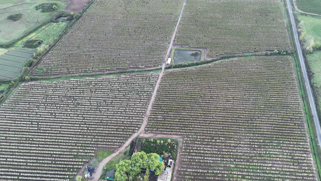 PuraVida Export | Fruta Chilena de Clase Mundial
